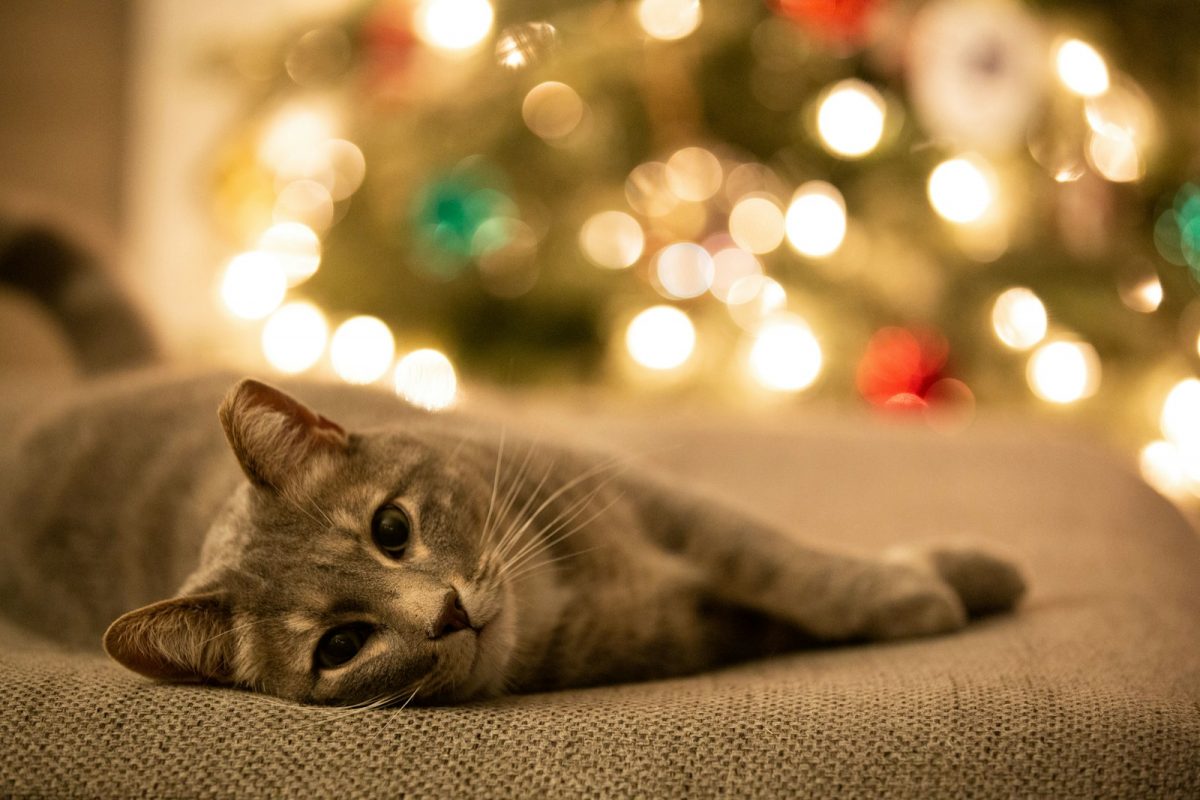 The Ultimate Guide to PowerApps Layouts: Make Your Apps Shine – Holiday ...